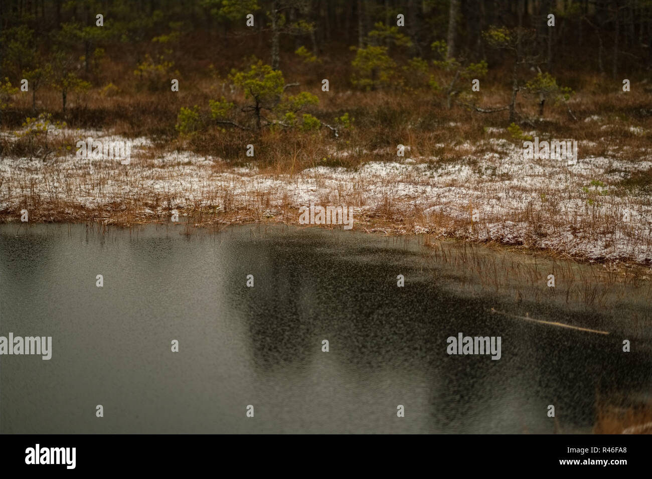 swamp landscape view with dry pine trees, reflections in water and ...