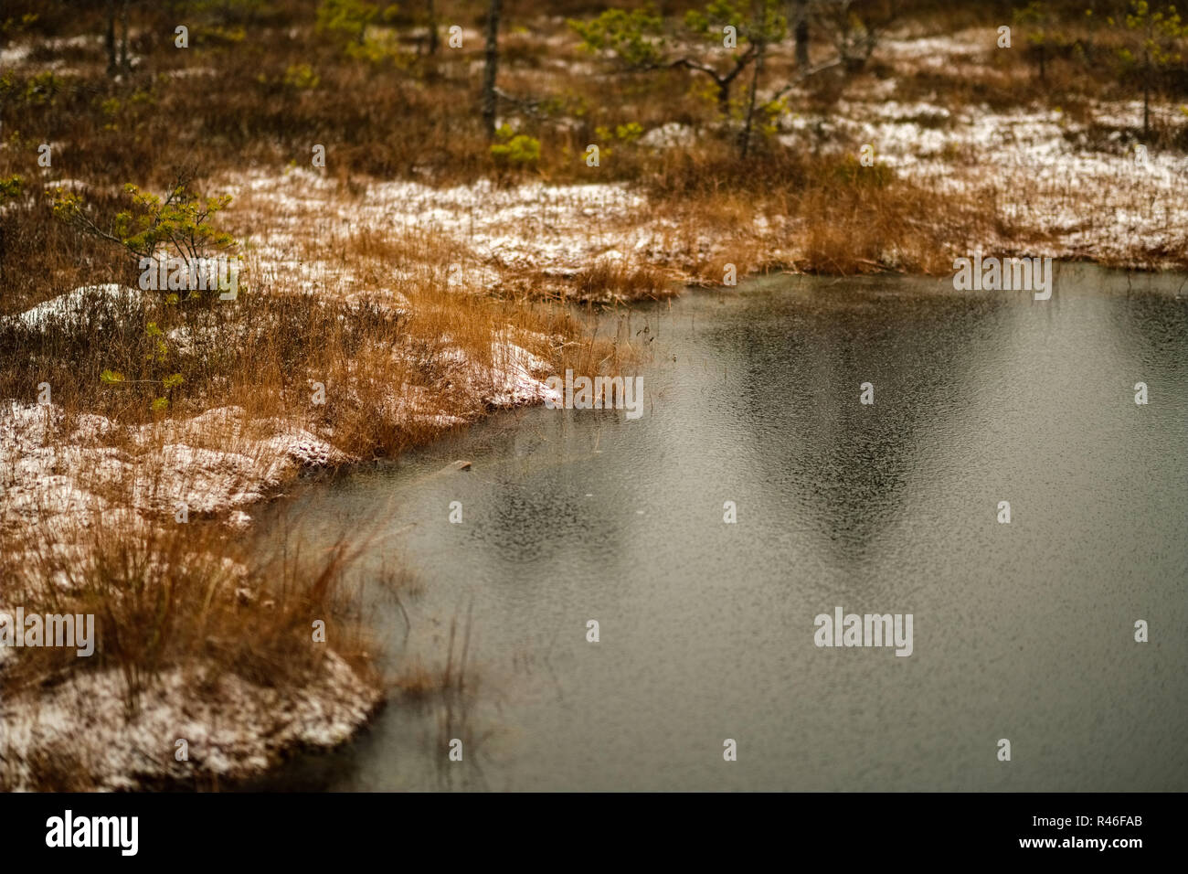 swamp landscape view with dry pine trees, reflections in water and ...