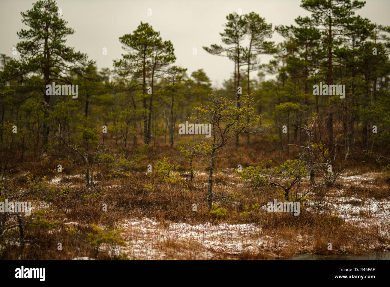 swamp landscape view with dry distant trees, and first snow on green ...