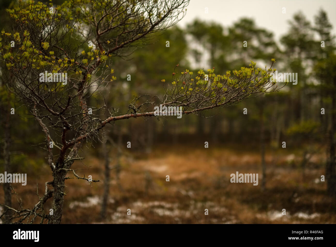 swamp landscape view with dry distant trees, and first snow on green ...