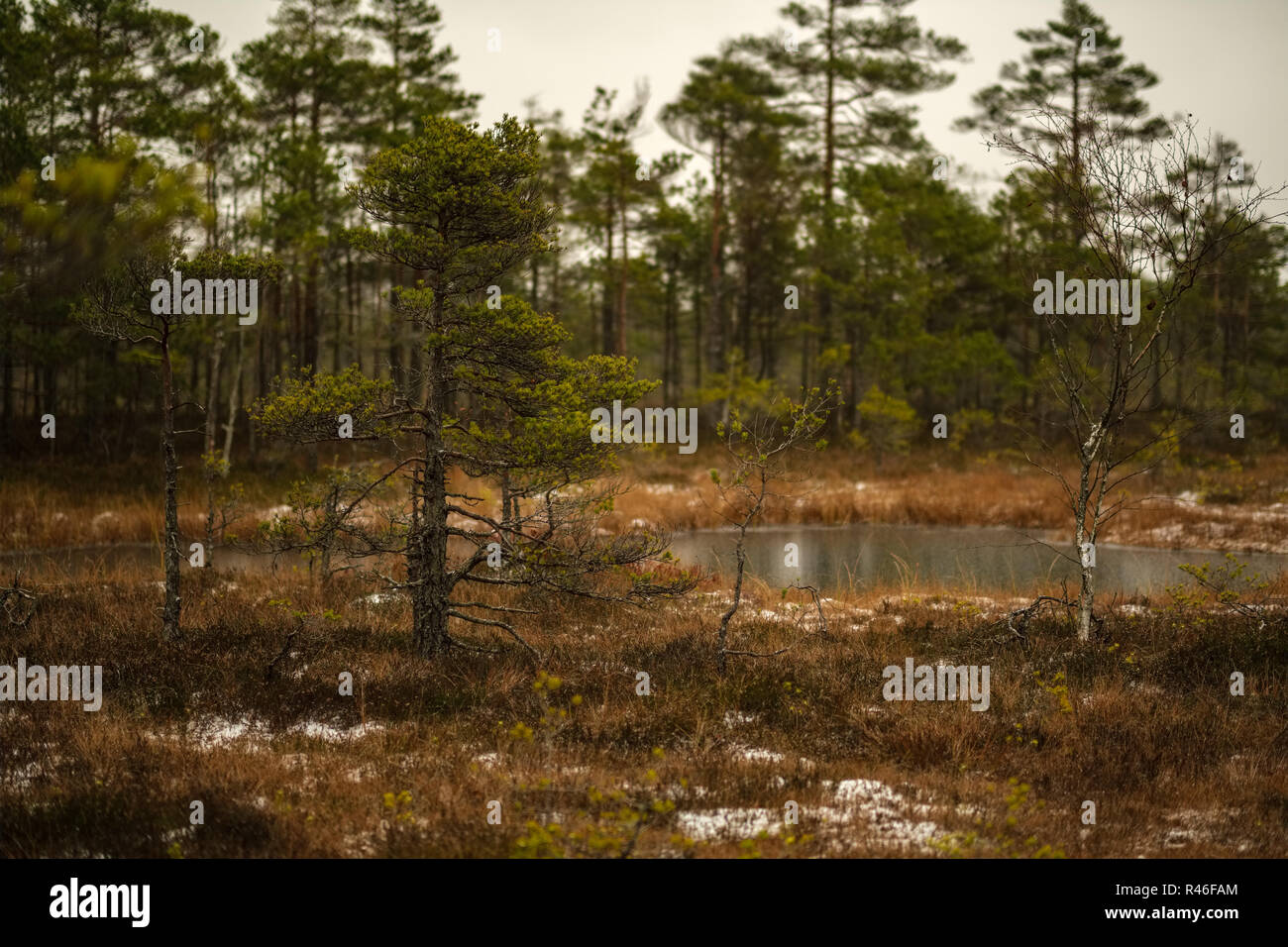 swamp landscape view with dry distant trees, and first snow on green ...