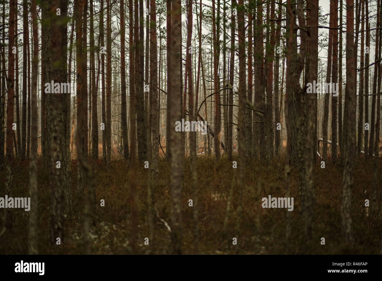 swamp landscape view with dry distant trees, and first snow on green ...