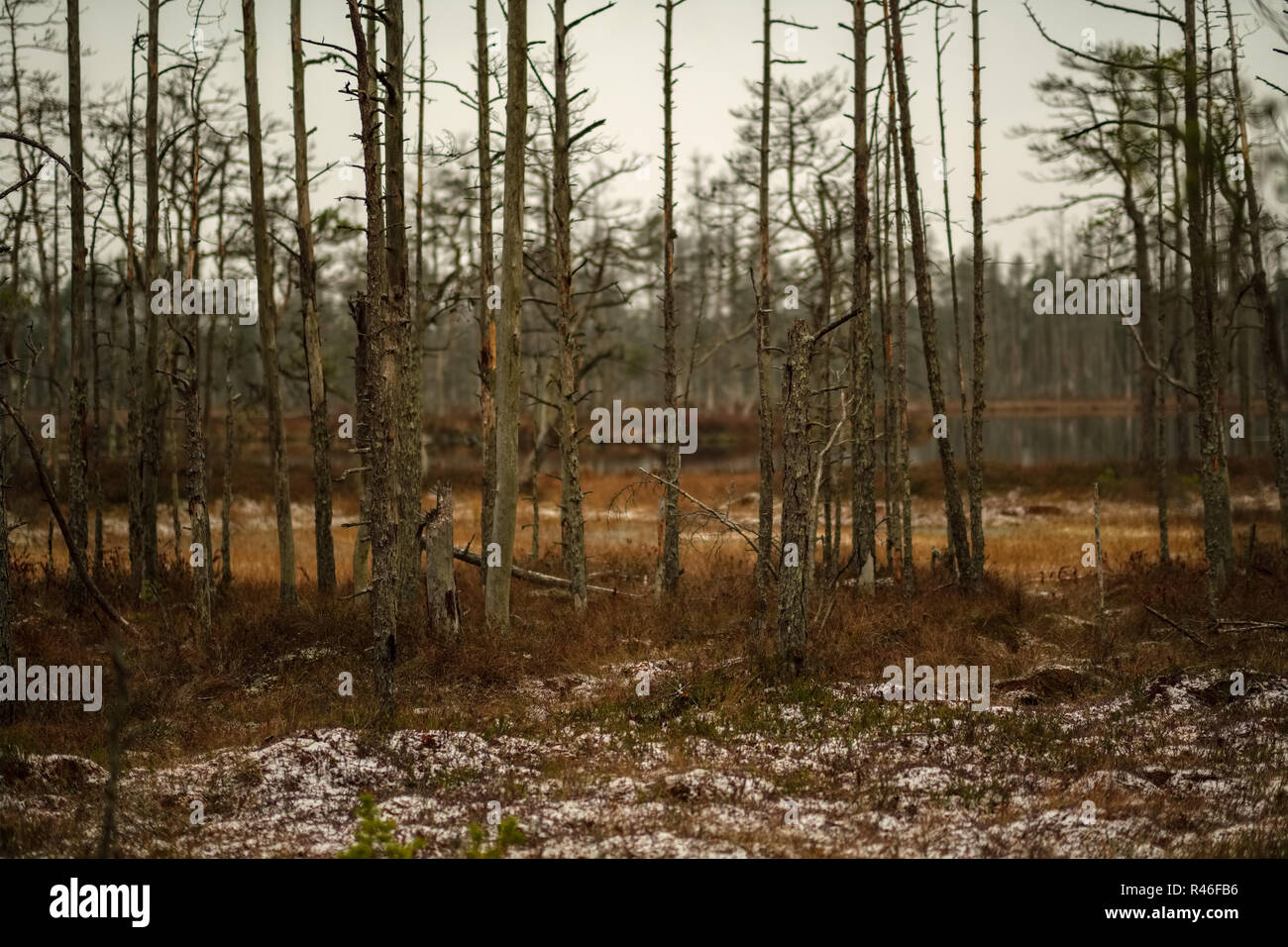 swamp landscape view with dry distant trees, and first snow on green ...