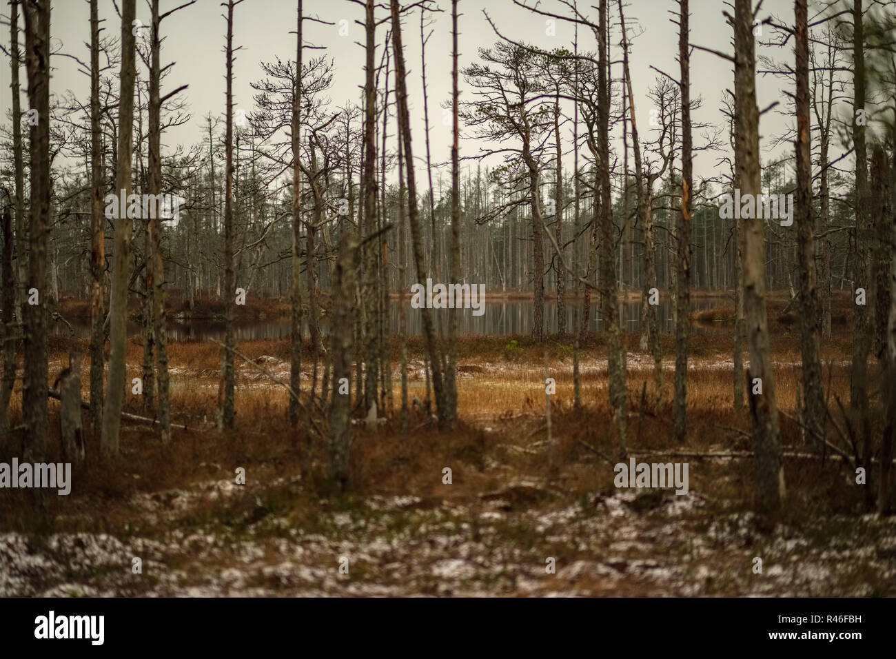 swamp landscape view with dry distant trees, and first snow on green ...
