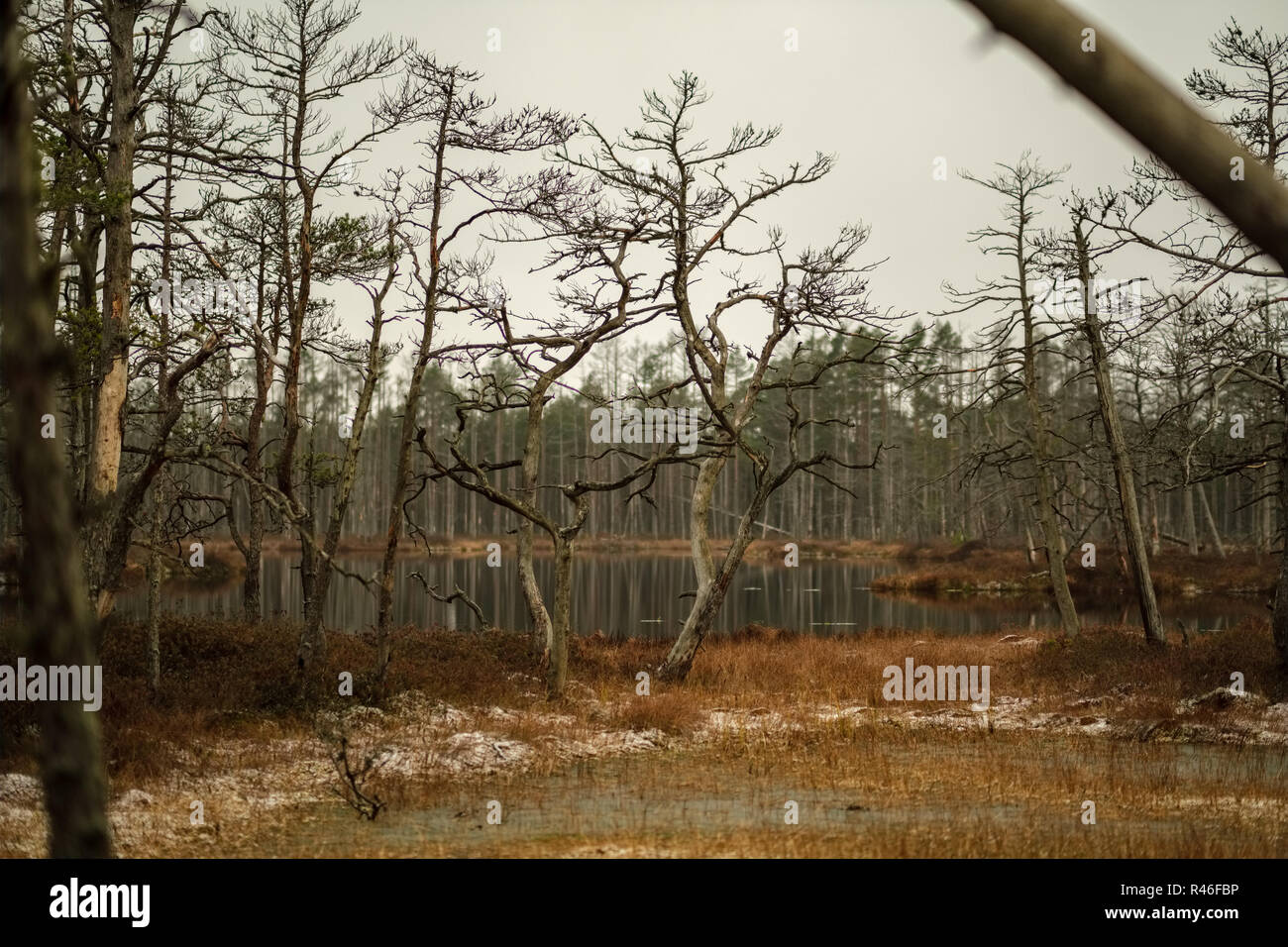 swamp landscape view with dry distant trees, and first snow on green ...