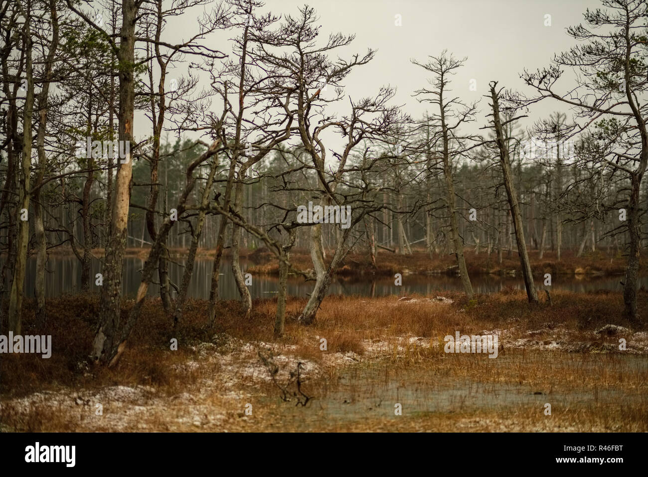swamp landscape view with dry distant trees, and first snow on green ...
