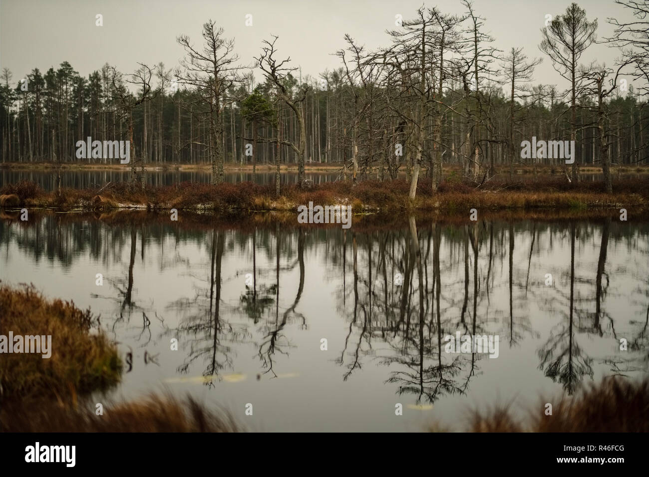 swamp landscape view with dry pine trees, reflections in water and ...
