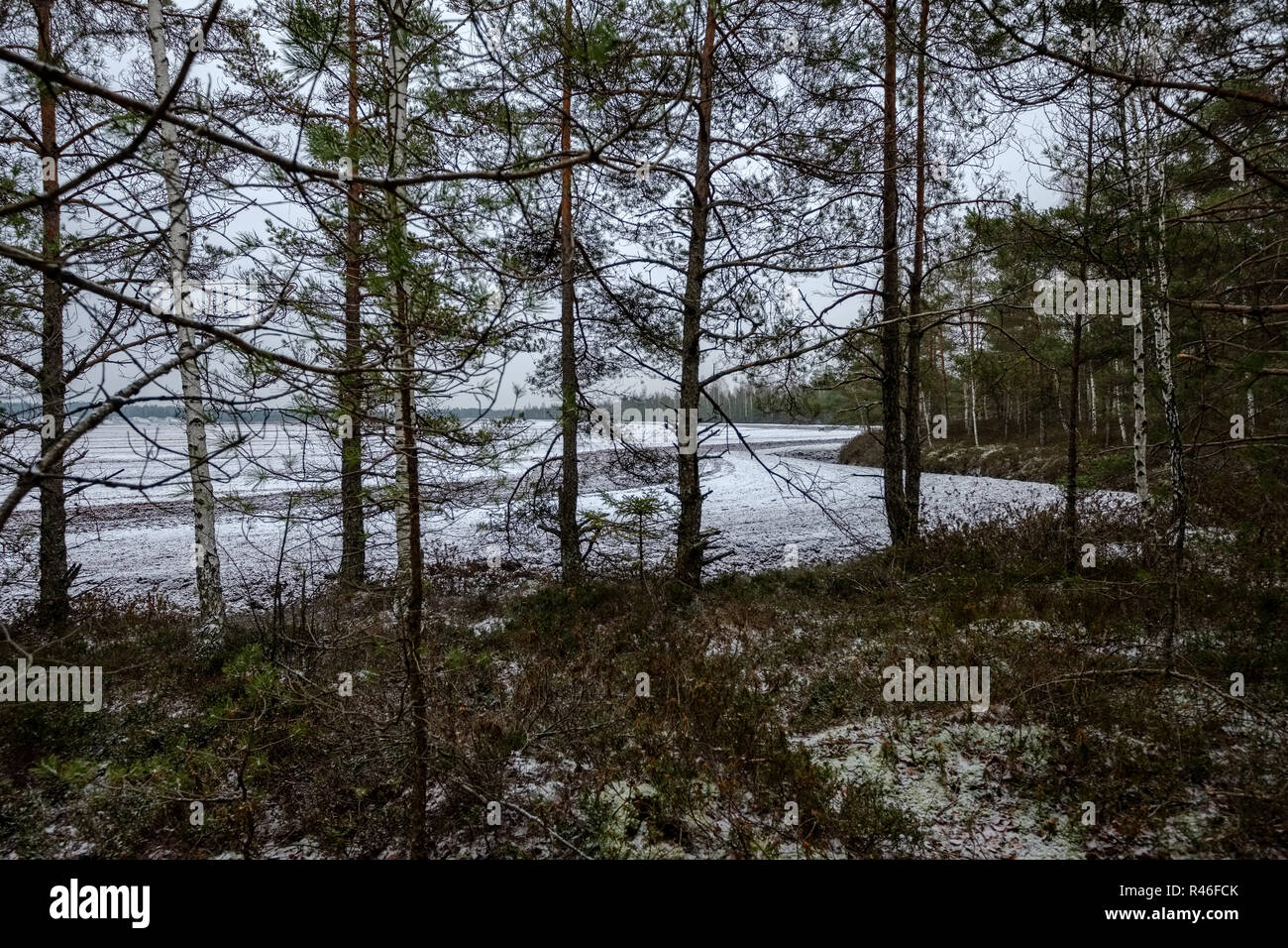 swamp landscape view with dry distant trees, and first snow on green ...