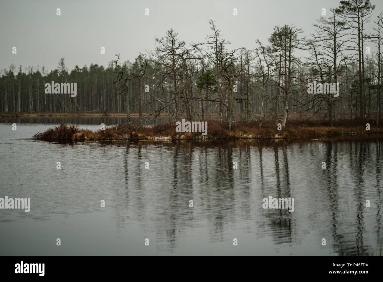 swamp landscape view with dry pine trees, reflections in water and ...