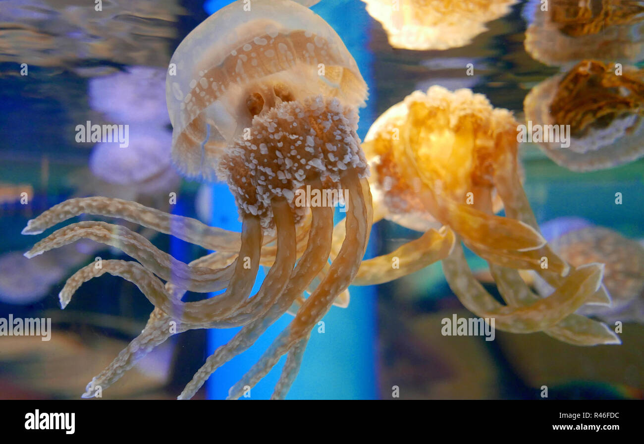 Group of jellyfish closeup Stock Photo - Alamy