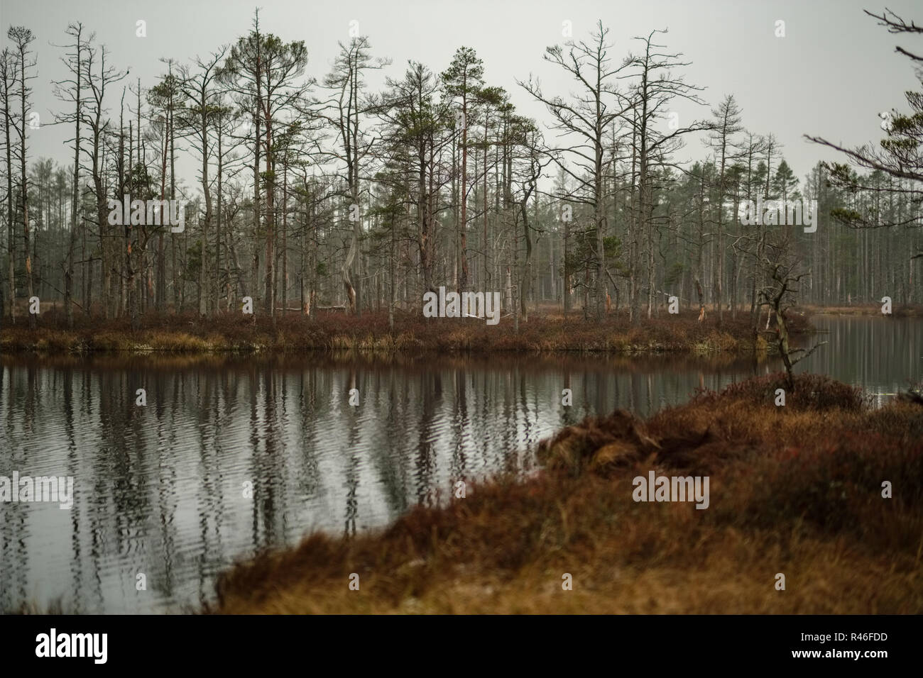 swamp landscape view with dry pine trees, reflections in water and ...