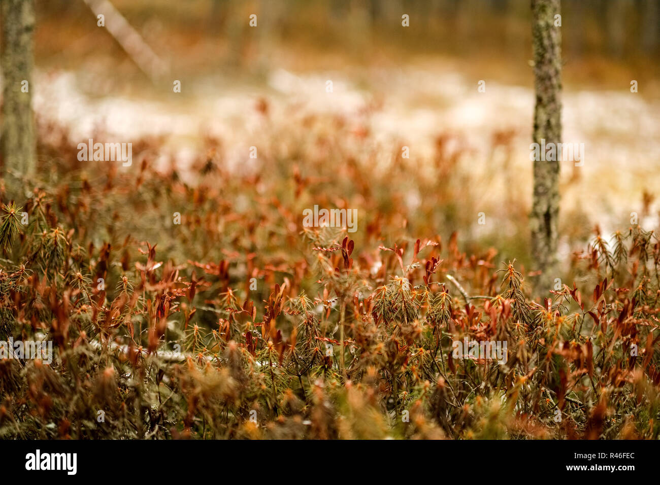 swamp landscape view with dry distant trees, and first snow on green ...
