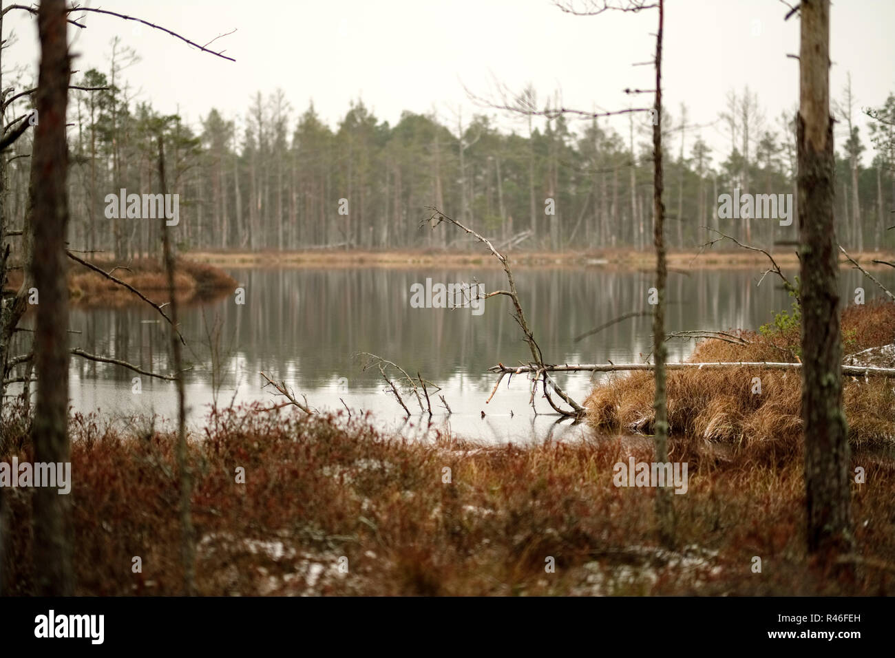 swamp landscape view with dry pine trees, reflections in water and ...