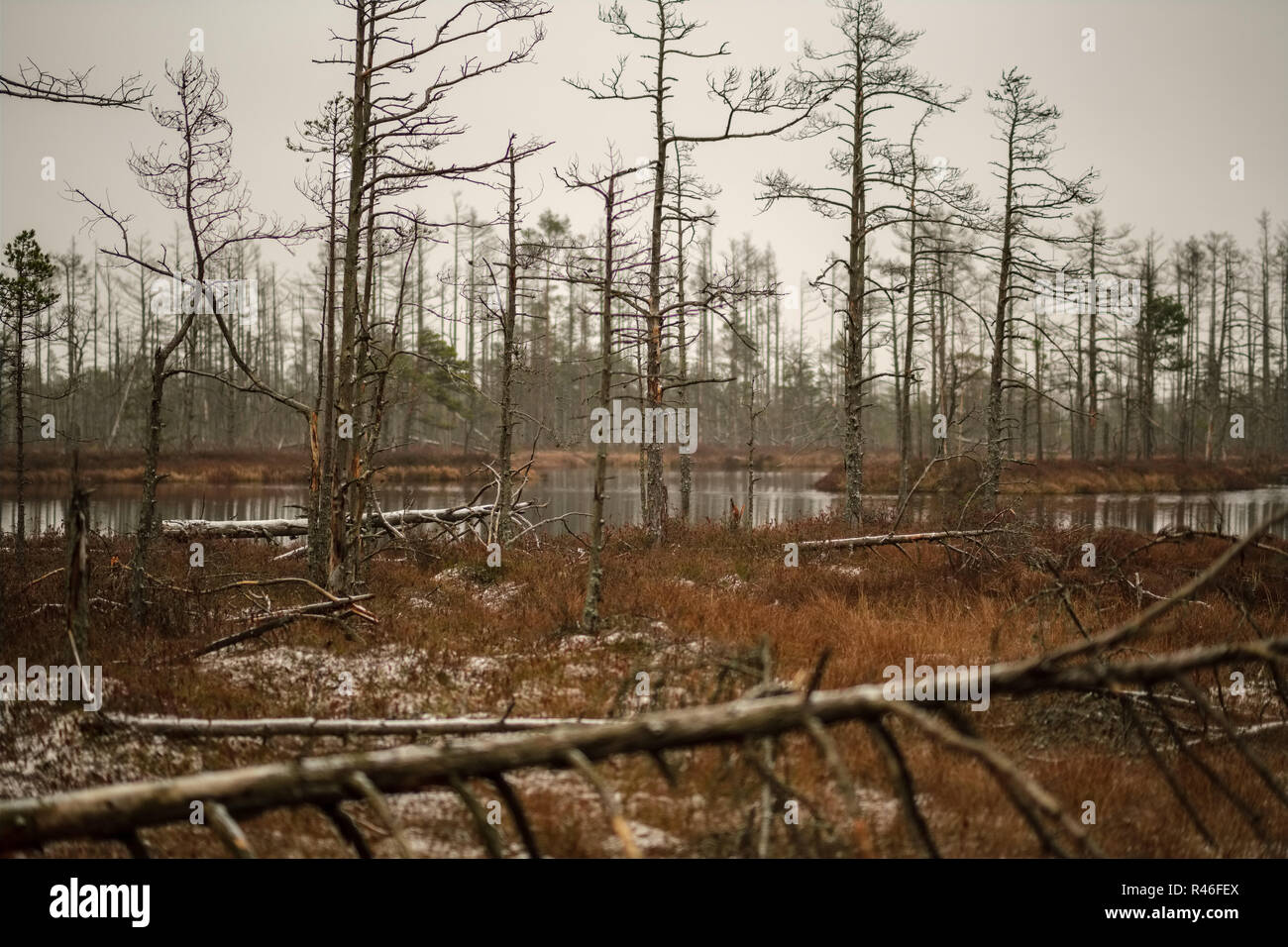 swamp landscape view with dry distant trees, and first snow on green ...