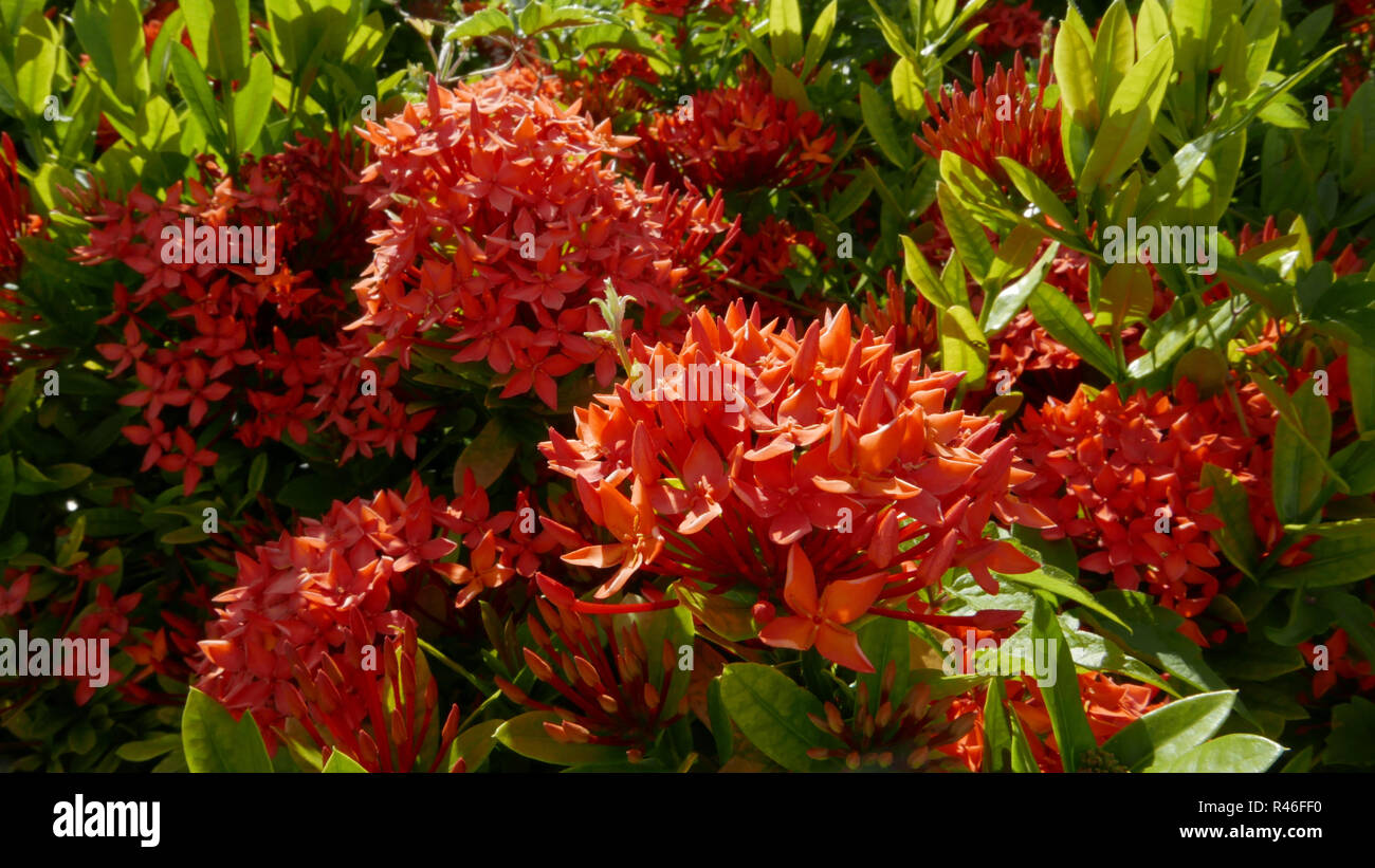 outdoor red cosmos flowers in backyard Stock Photo - Alamy