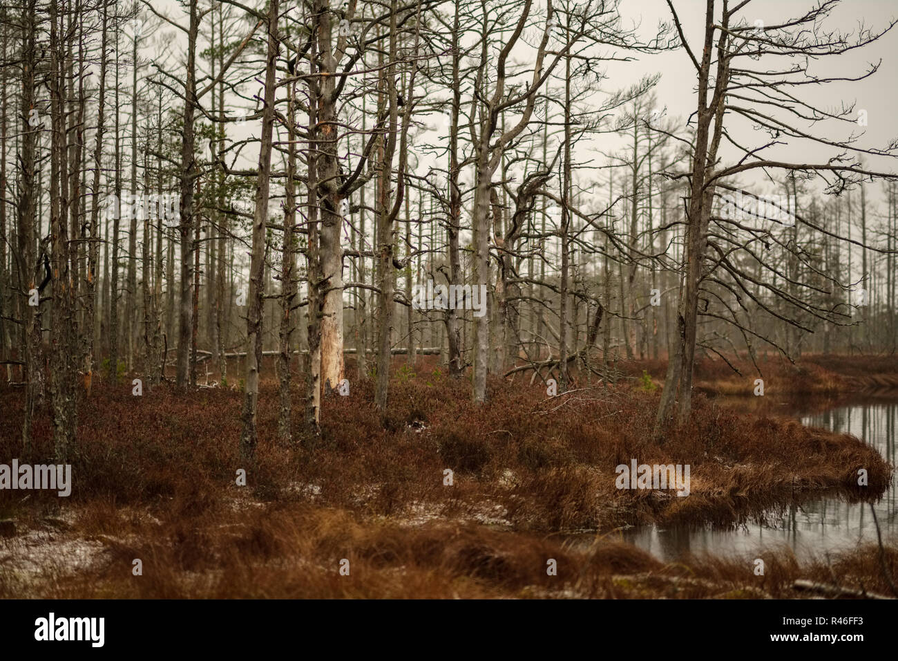 swamp landscape view with dry distant trees, and first snow on green ...