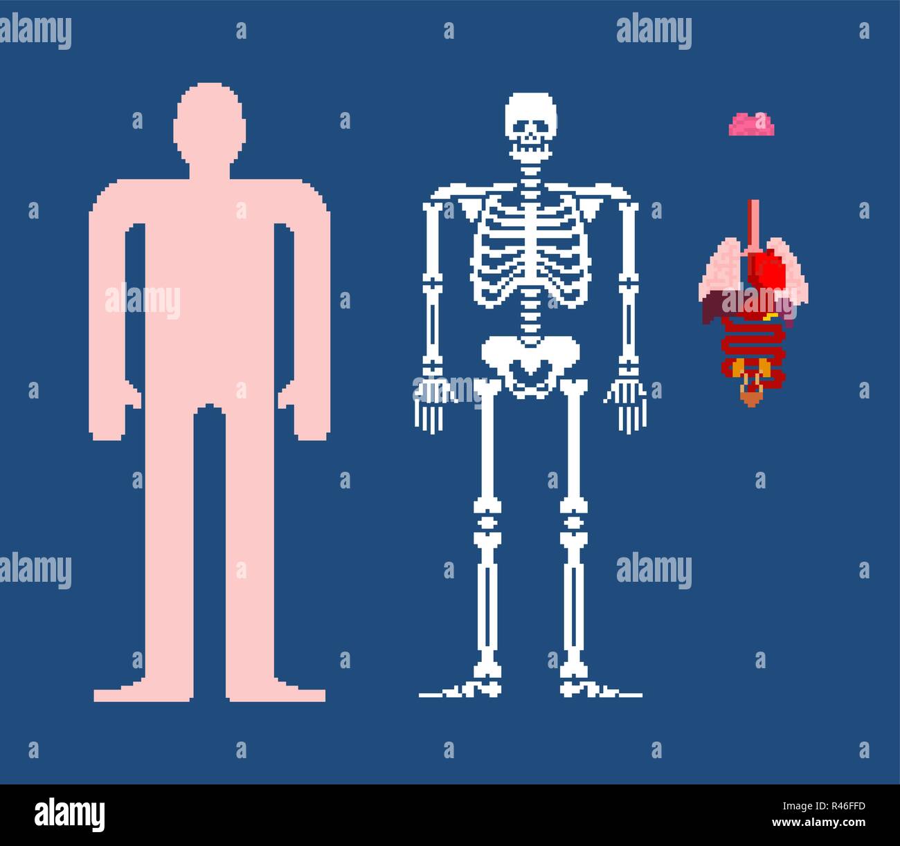 Human anatomy pixel art. 8bit Internal organs and skeleton. Pixelate ...