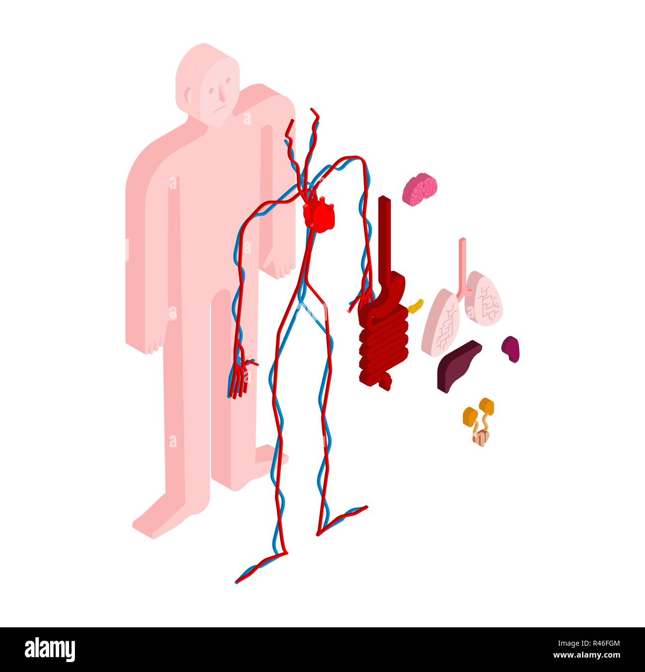 Human anatomy body isometric. Internal organs 3D. Organ systems of body ...