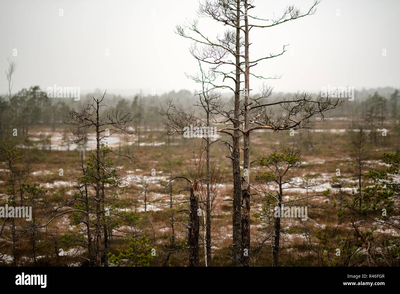 swamp landscape view with dry distant trees, and first snow on green ...