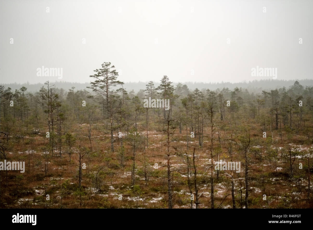 swamp landscape view with dry distant trees, and first snow on green ...