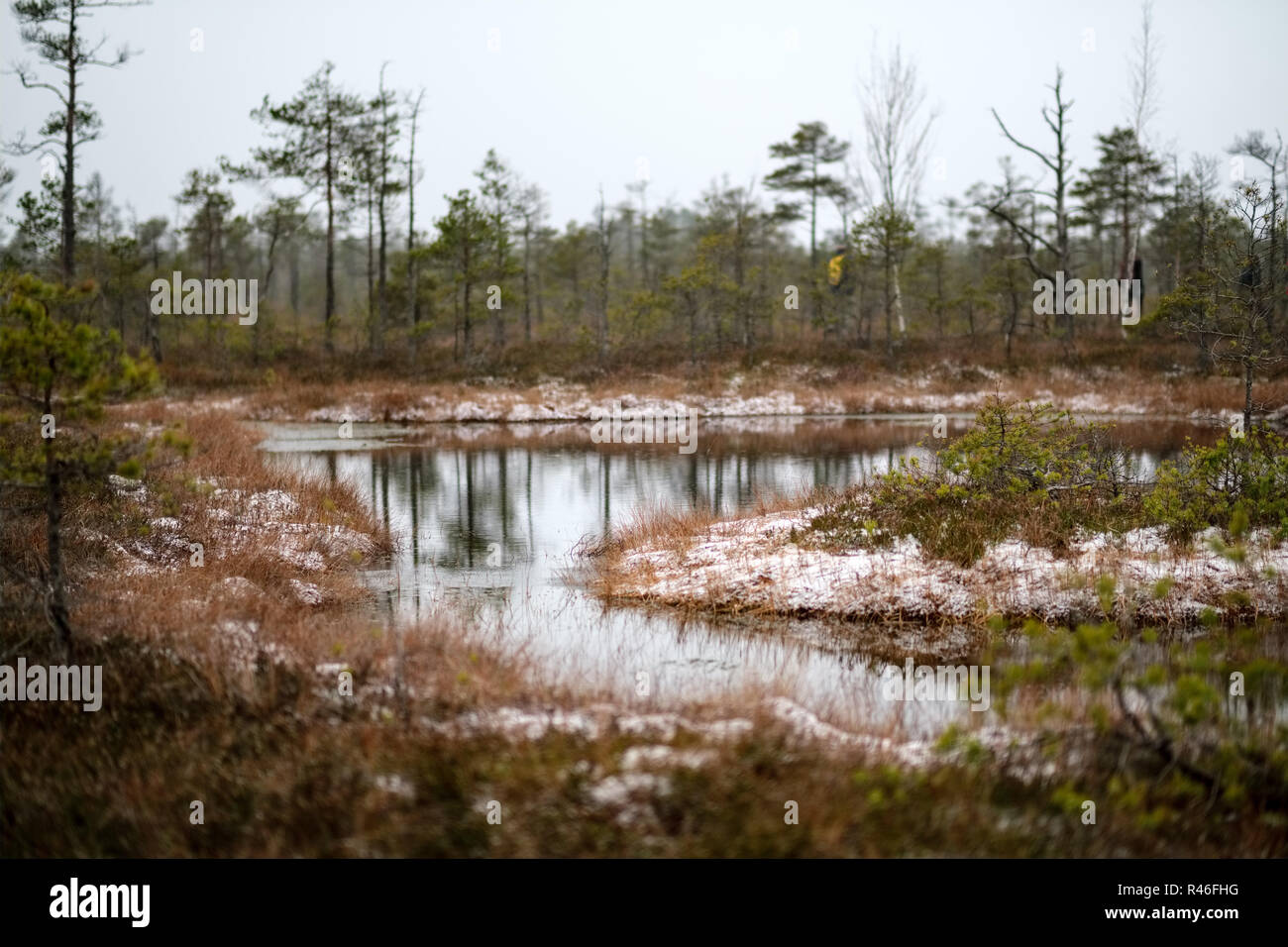 swamp landscape view with dry pine trees, reflections in water and ...