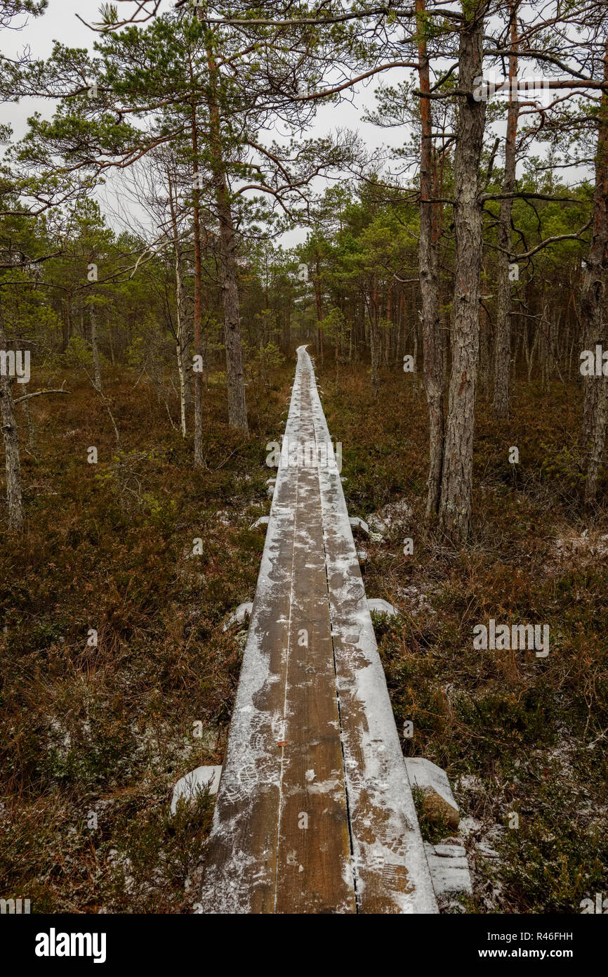 wooden plank footpath boardwalk in swamp area for recreation tourists ...