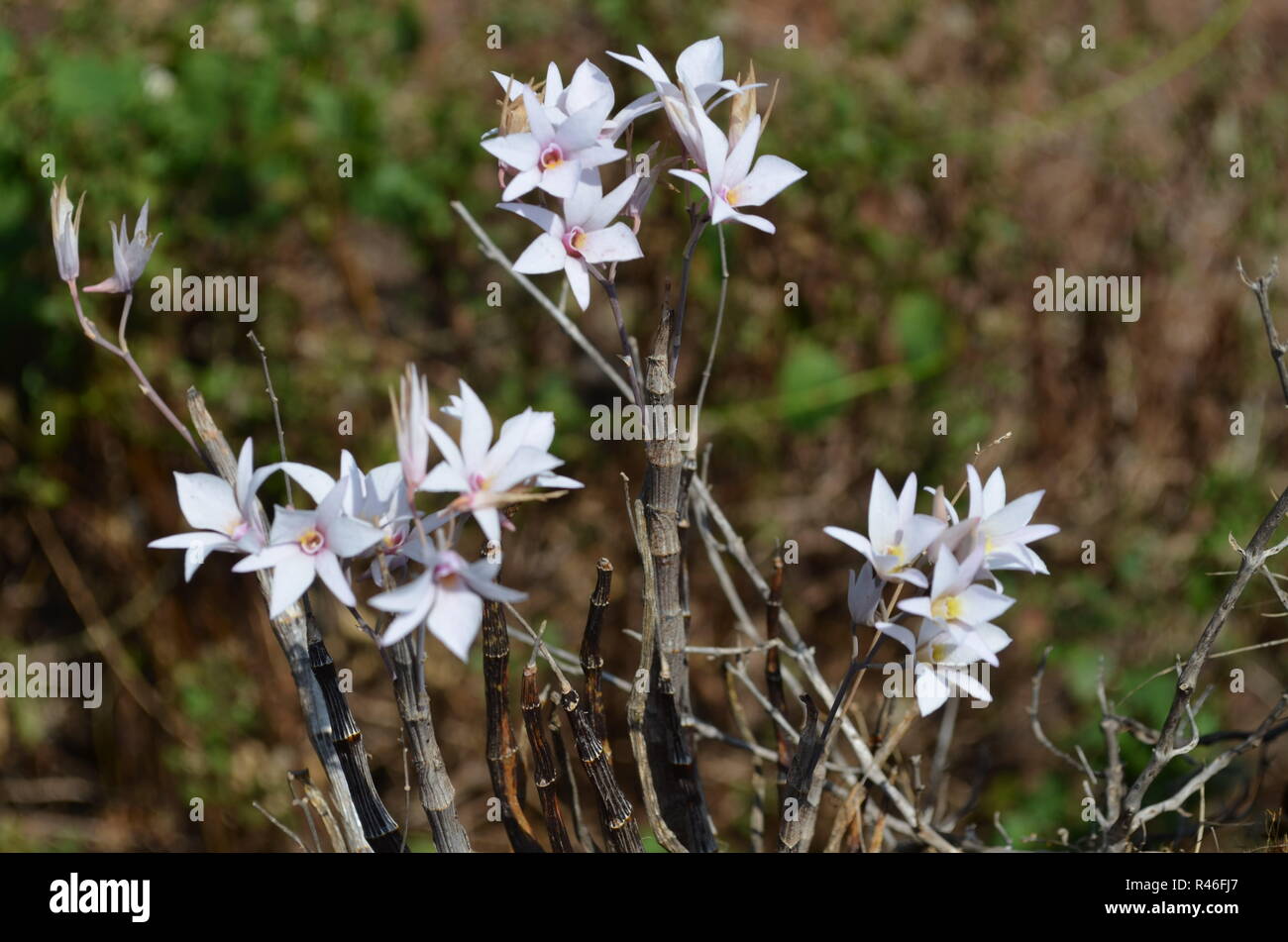 Strange flowers without leaves hi-res stock photography and images - Alamy
