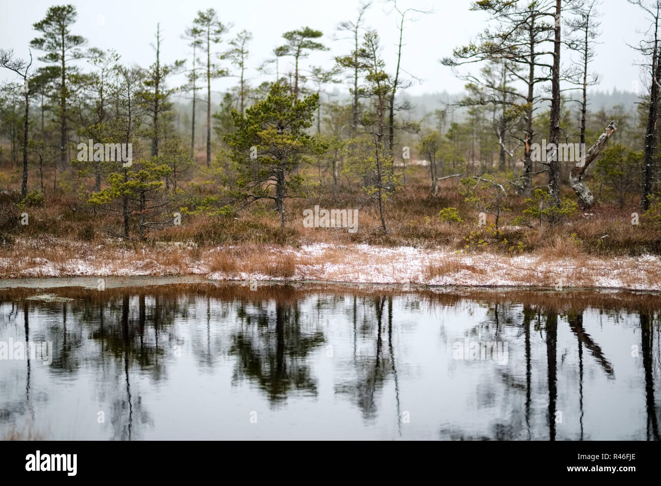 swamp landscape view with dry pine trees, reflections in water and ...