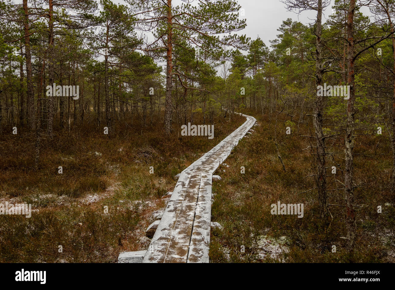 wooden plank footpath boardwalk in swamp area for recreation tourists ...