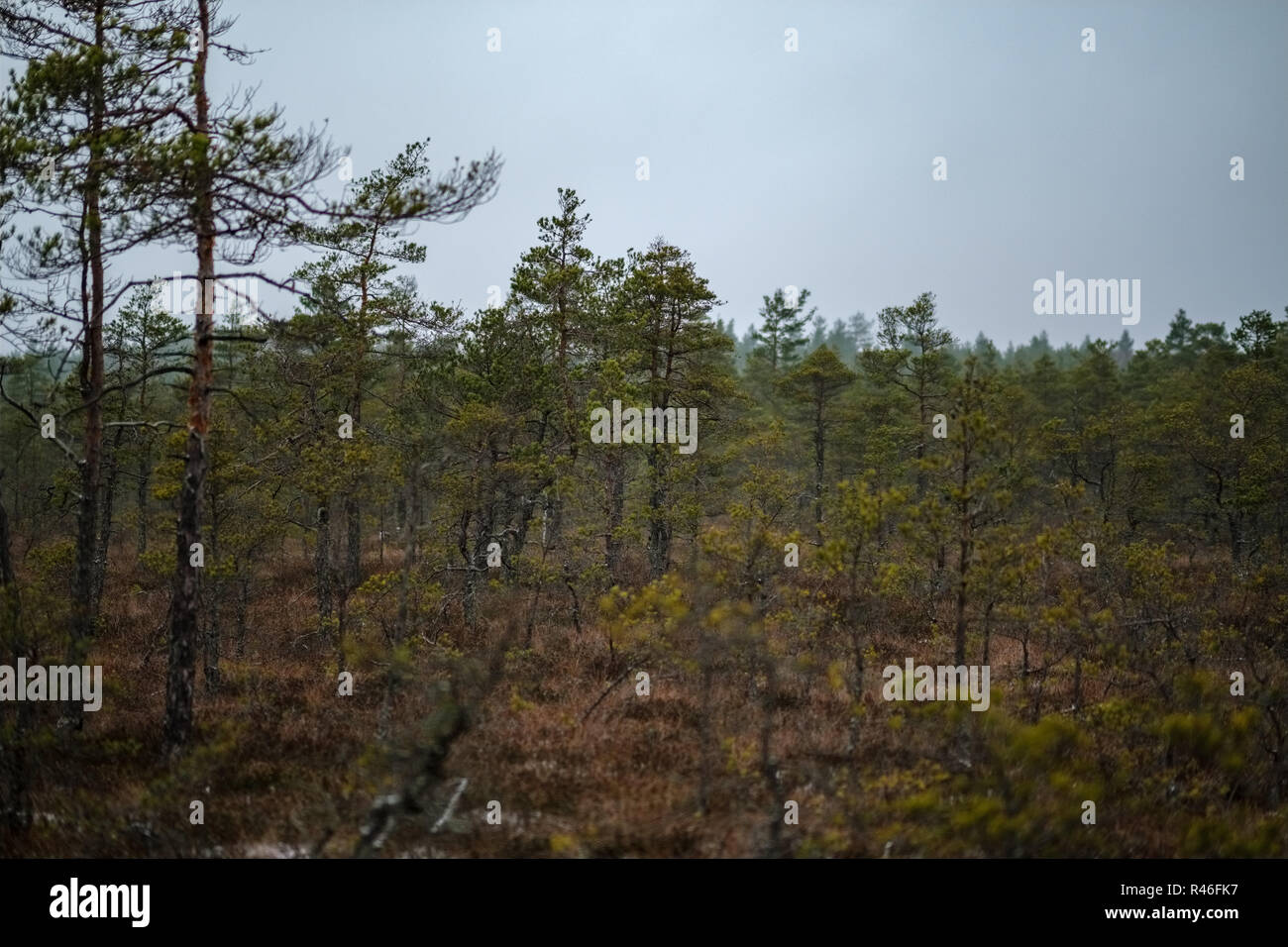 swamp landscape view with dry distant trees, and first snow on green ...
