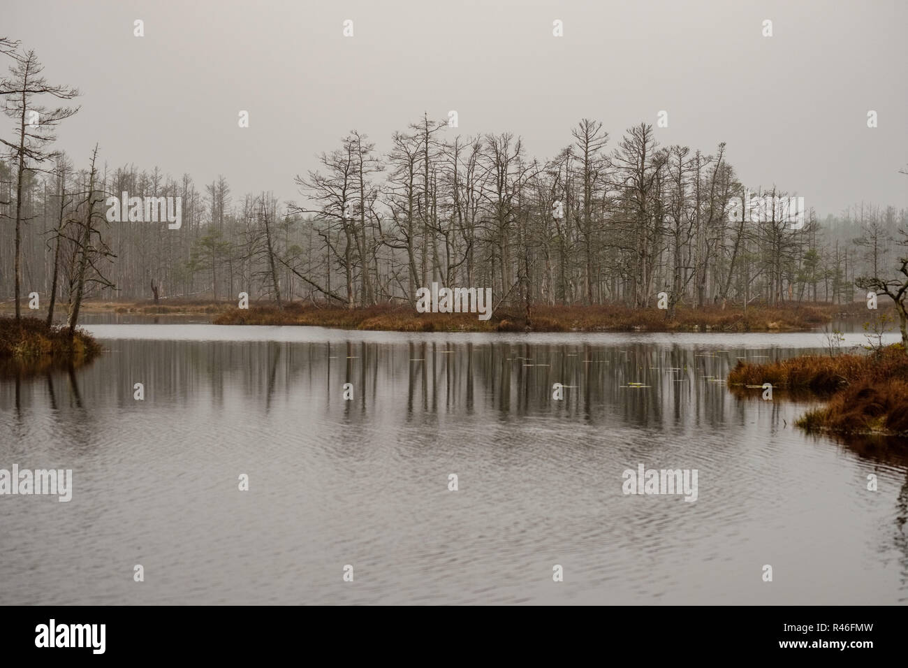 swamp landscape view with dry pine trees, reflections in water and ...