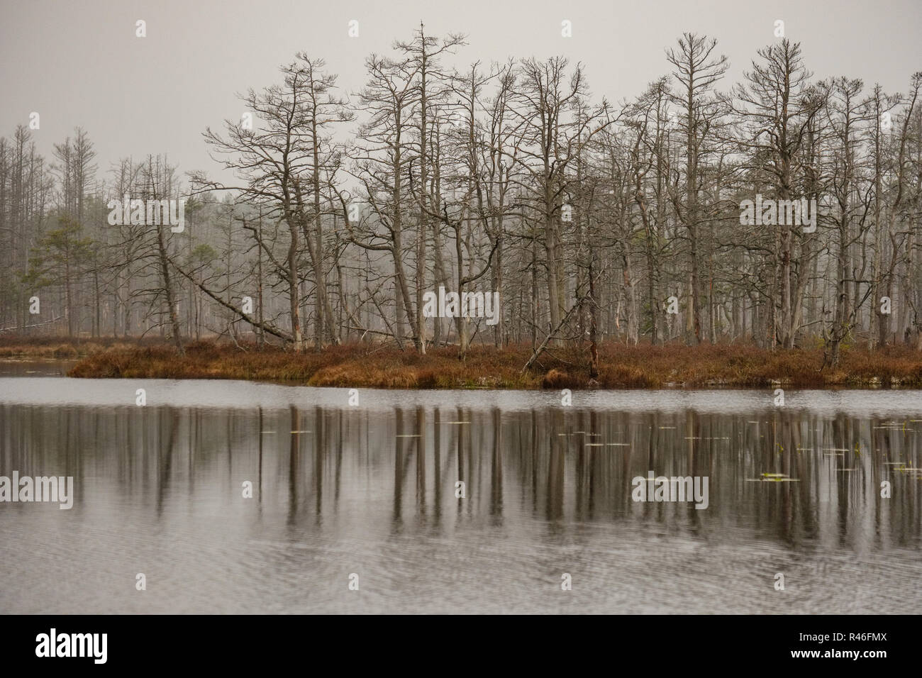 swamp landscape view with dry pine trees, reflections in water and ...