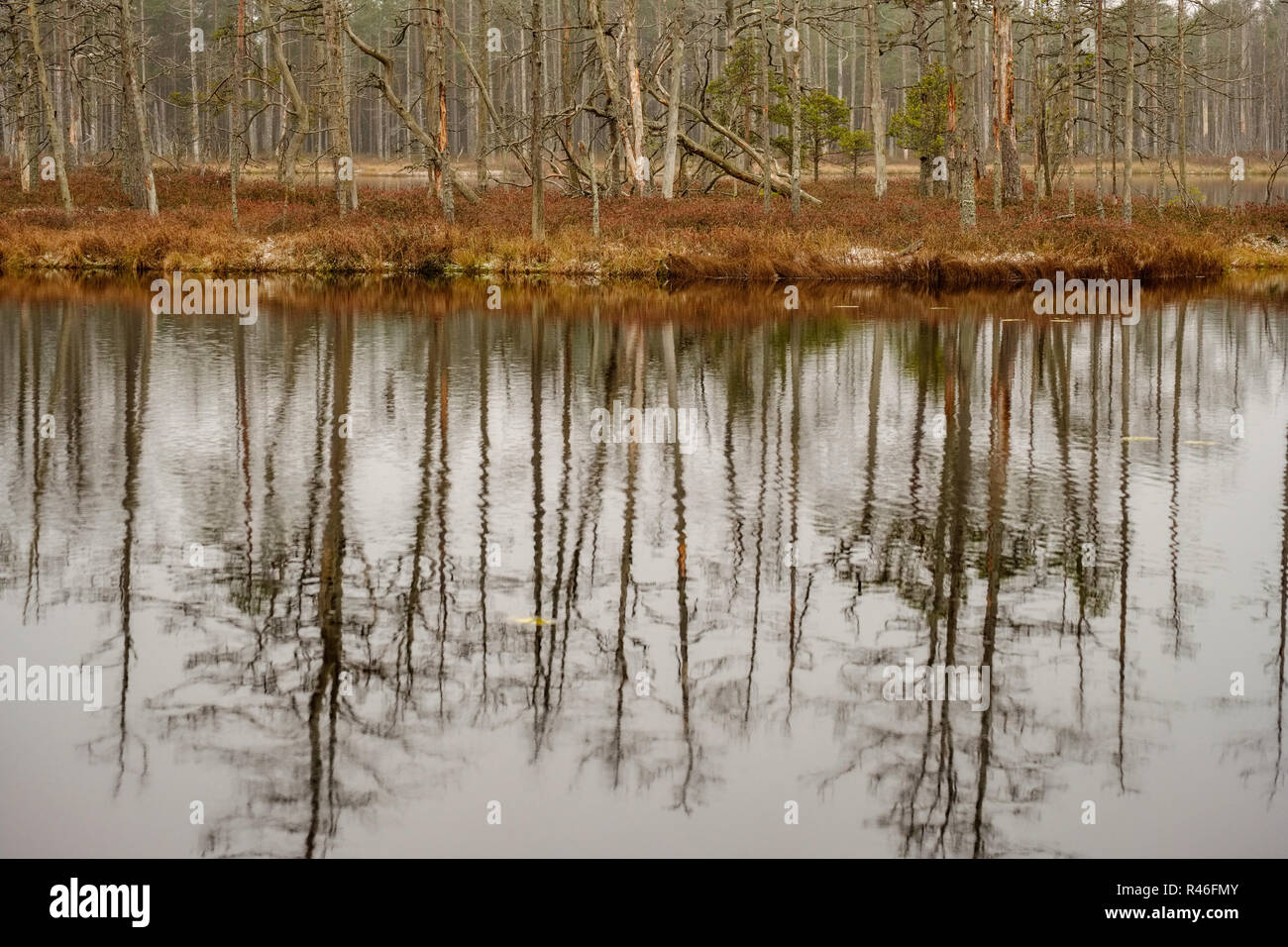 swamp landscape view with dry pine trees, reflections in water and ...