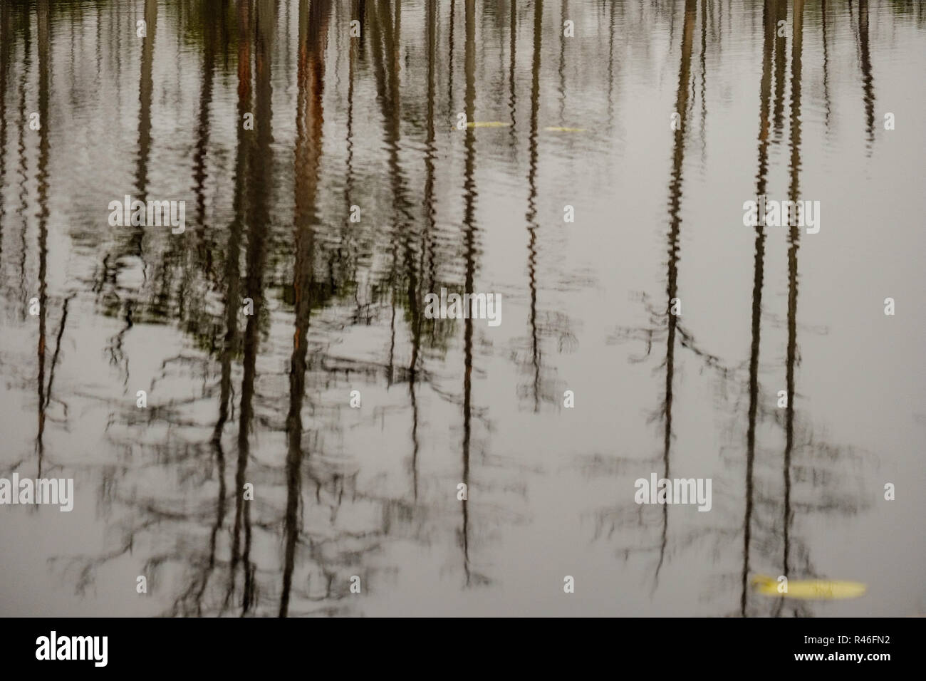 swamp landscape view with dry pine trees, reflections in water and ...