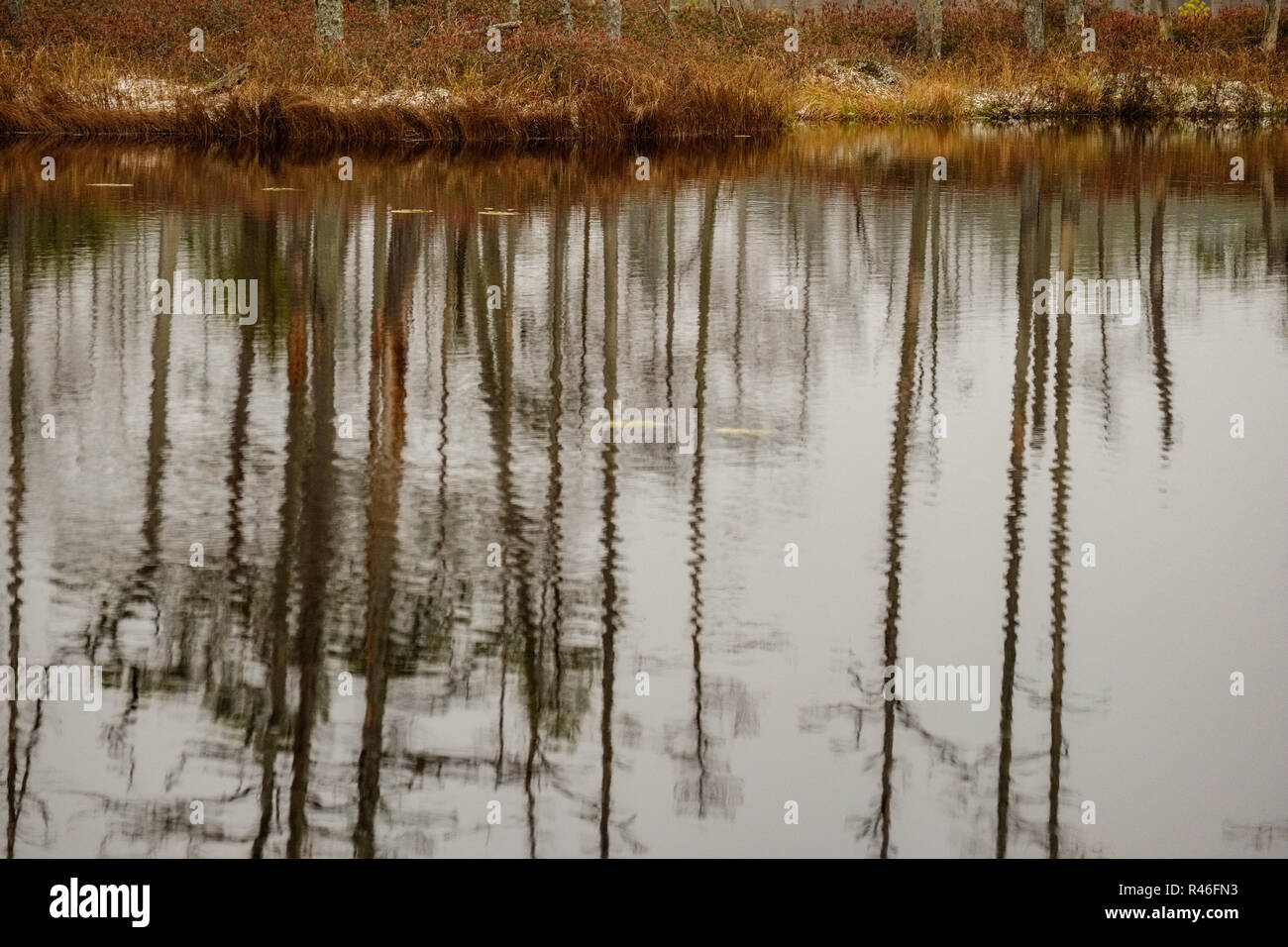 swamp landscape view with dry pine trees, reflections in water and ...