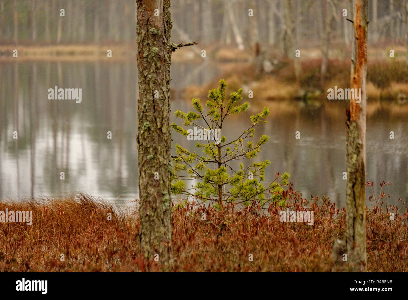 swamp landscape view with dry pine trees, reflections in water and ...