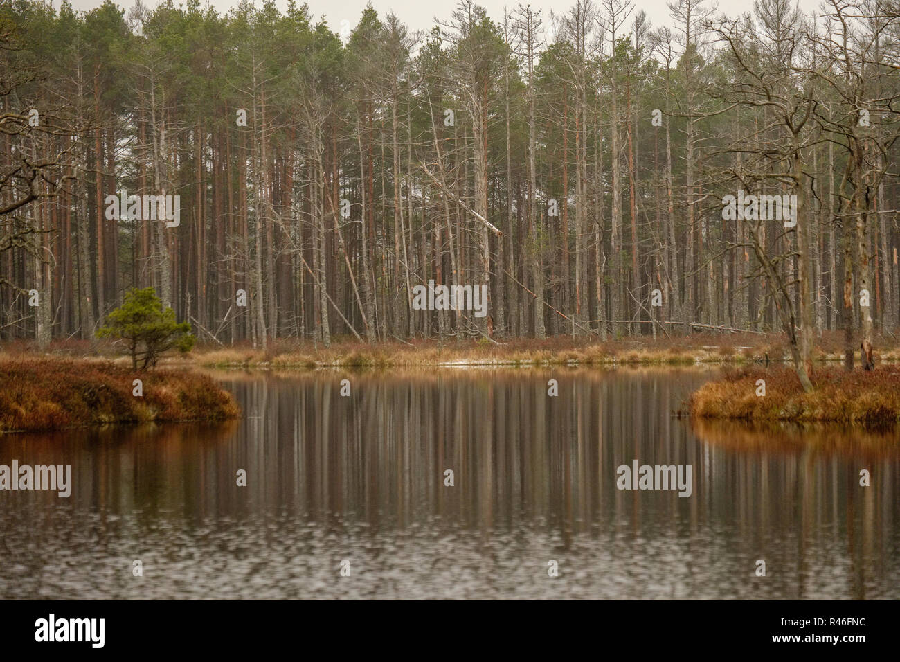 swamp landscape view with dry pine trees, reflections in water and ...