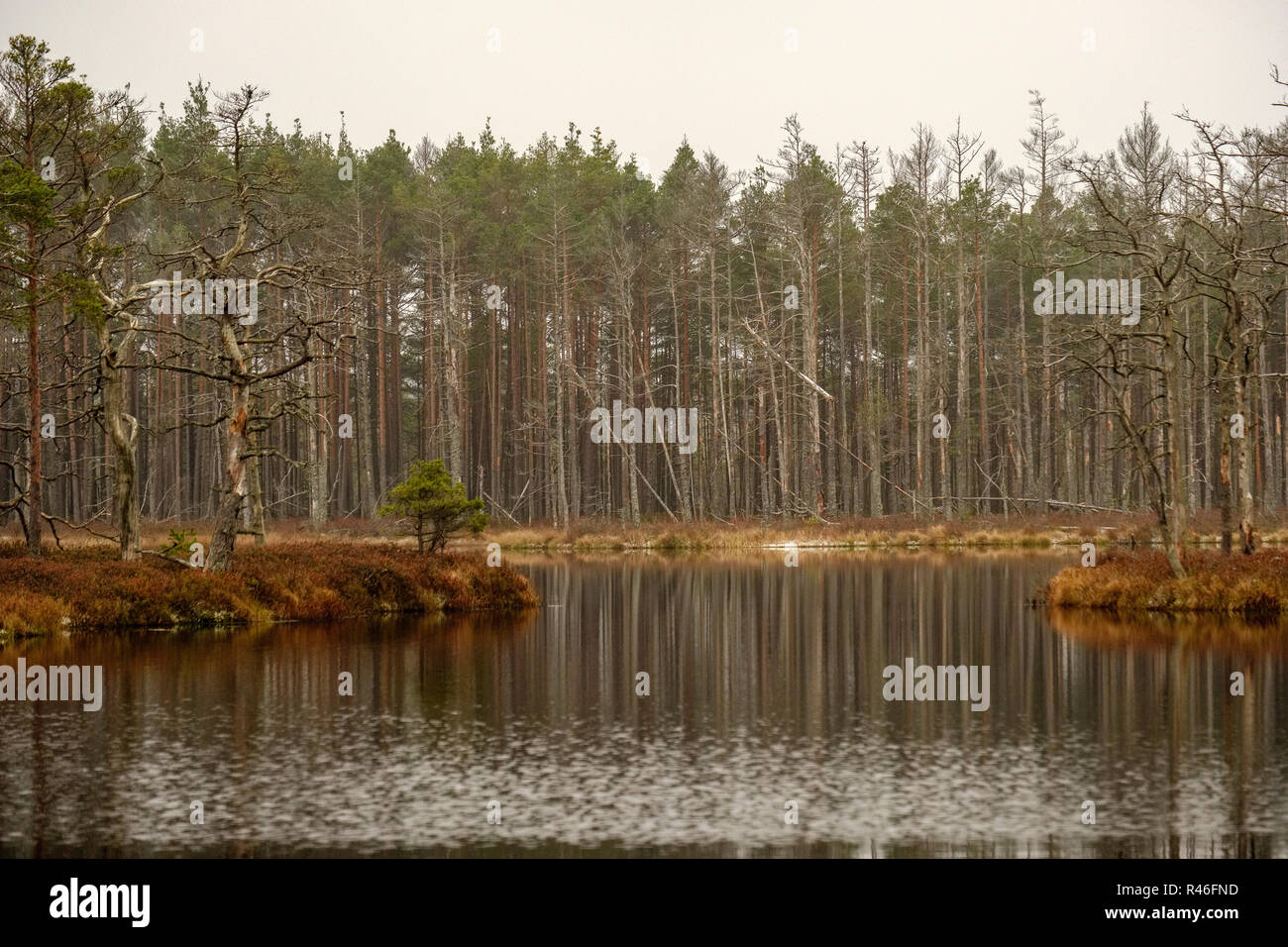 swamp landscape view with dry pine trees, reflections in water and ...