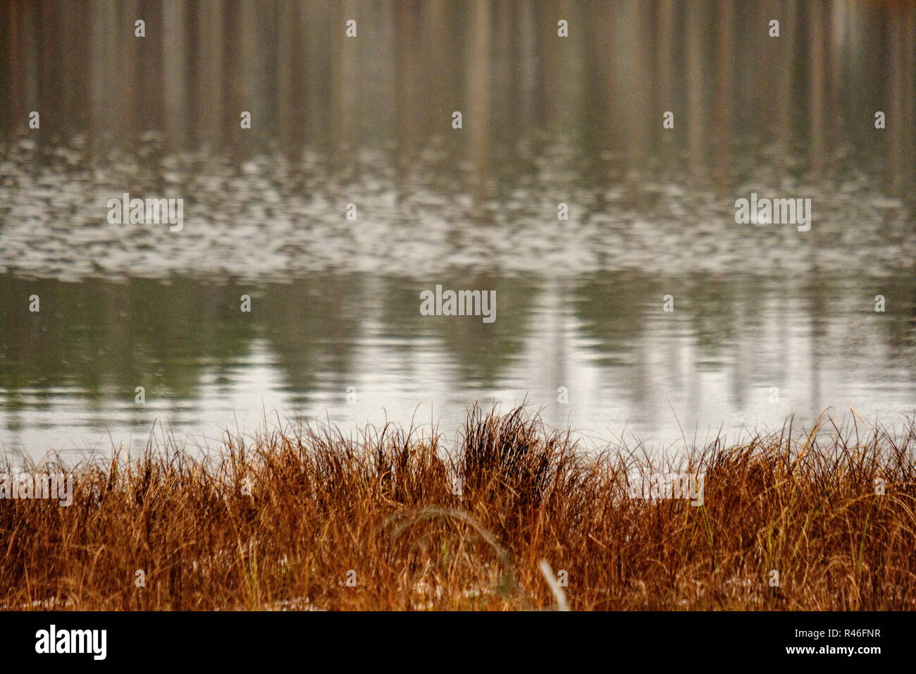swamp landscape view with dry pine trees, reflections in water and ...