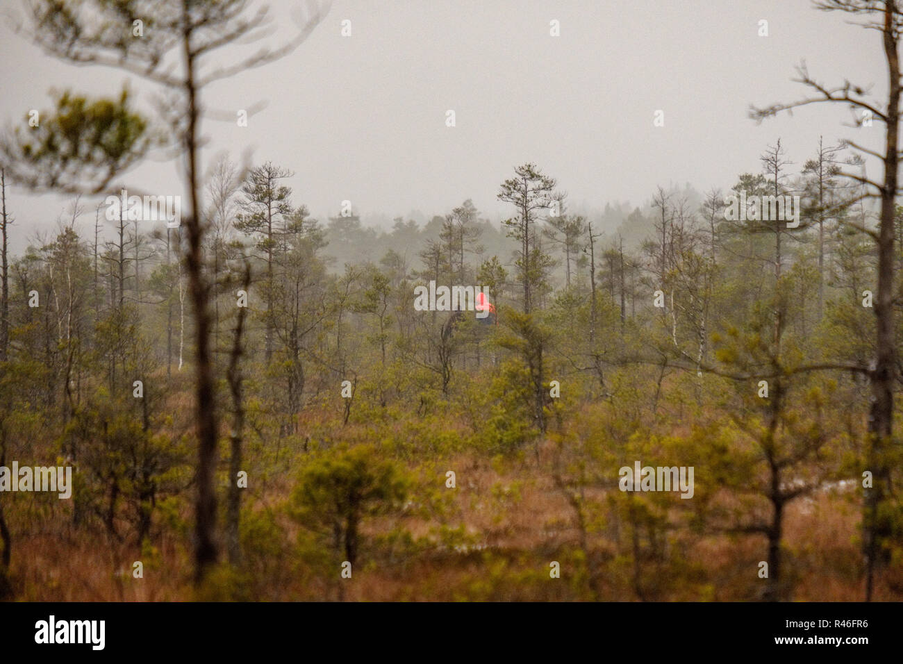 swamp landscape view with dry distant trees, and first snow on green ...