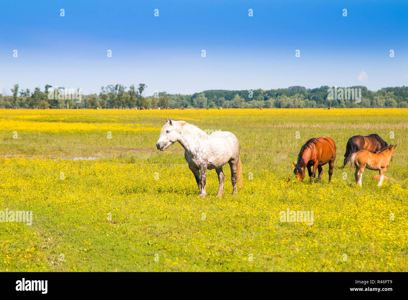 Croatia, nature park Lonjsko, wild horses on green field in spring ...