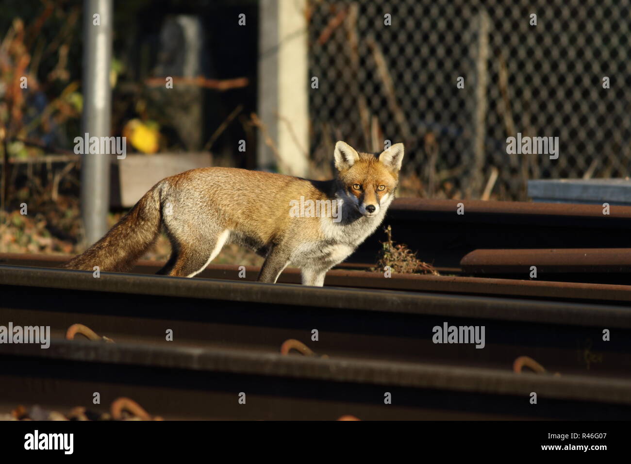 Dark red fox hi-res stock photography and images - Alamy