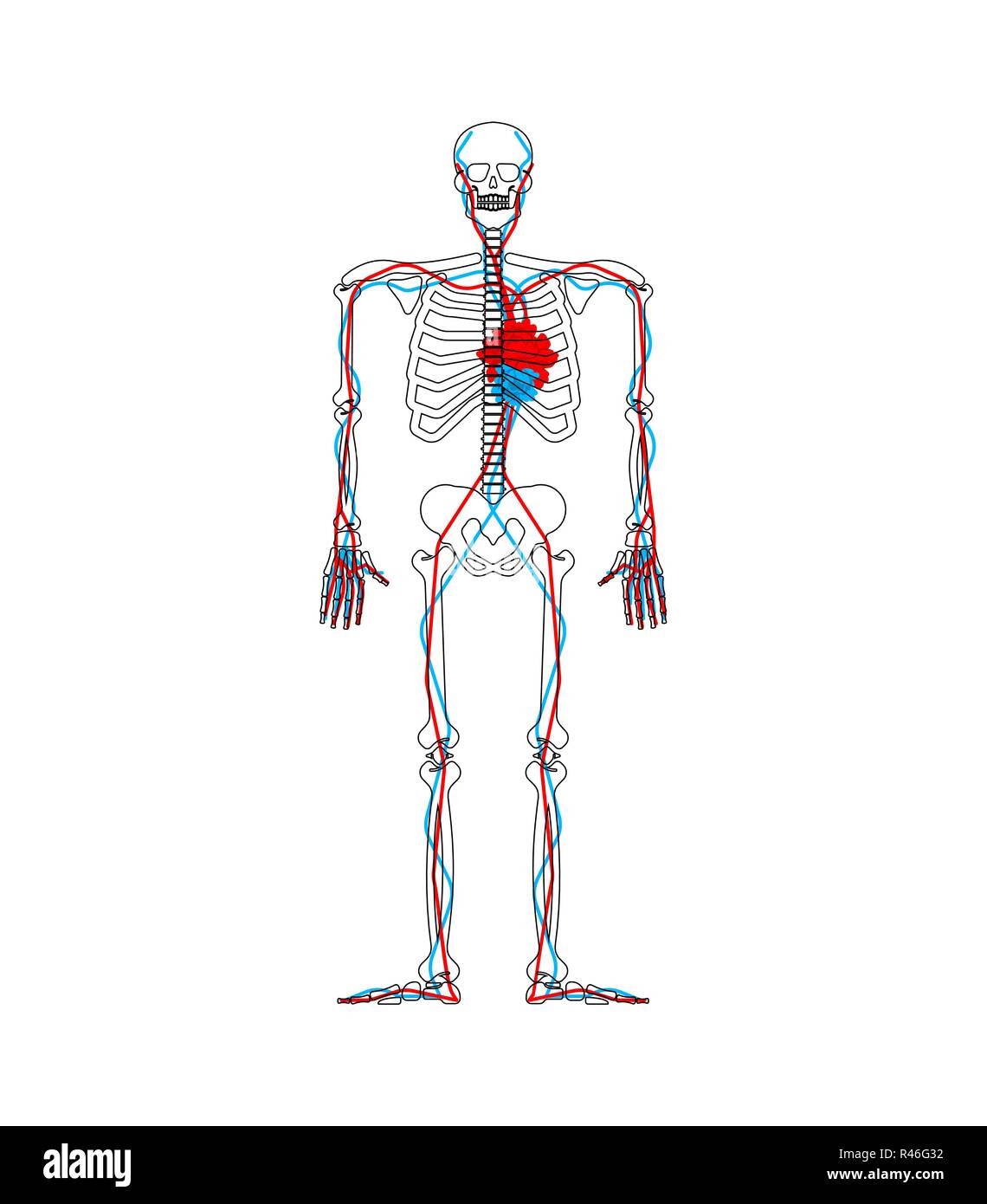 Skeleton heart flower. lover anatomy. Love Circulatory system Stock ...