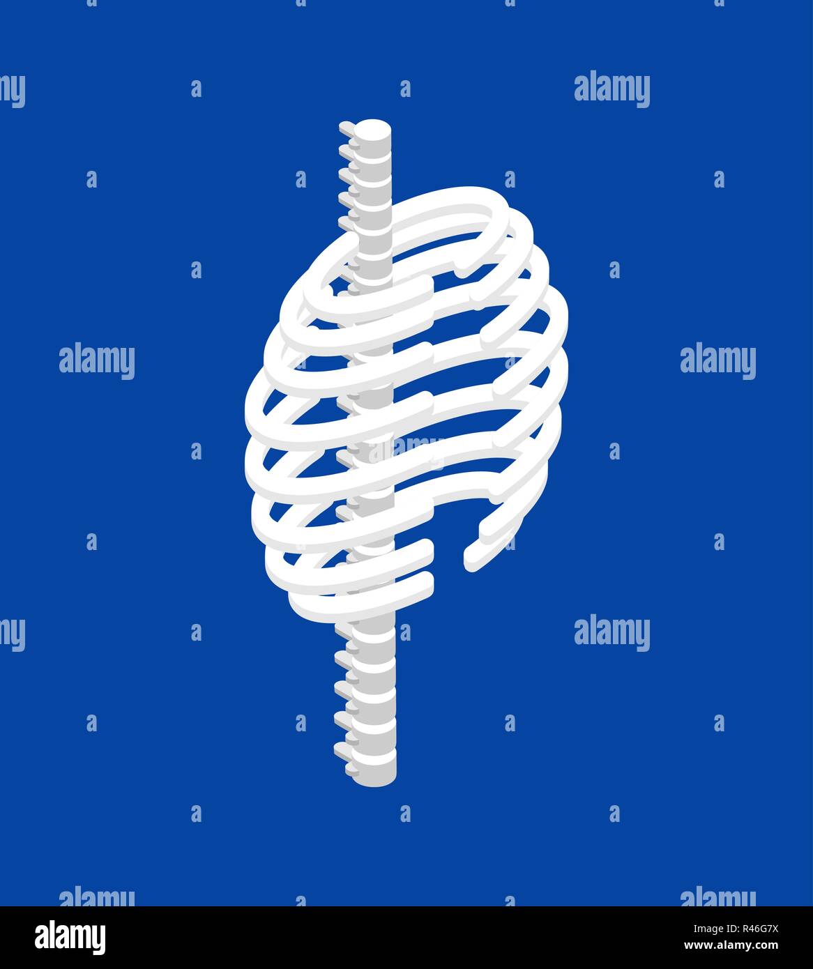 Rib cage and Spinal isometric style. Ribs anatomy body 3D. Internal ...