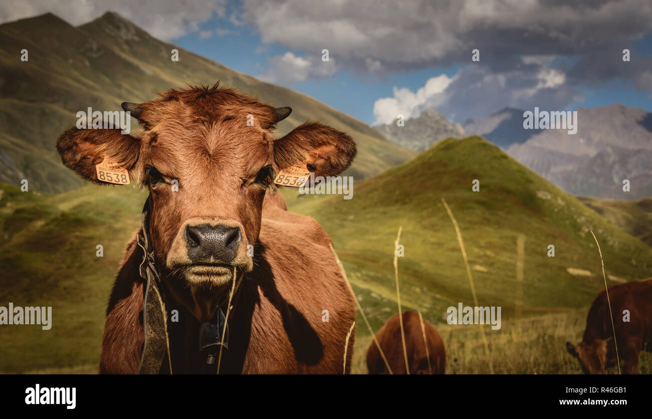 Beautiful young Beaufort cow in the Alps Stock Photo - Alamy