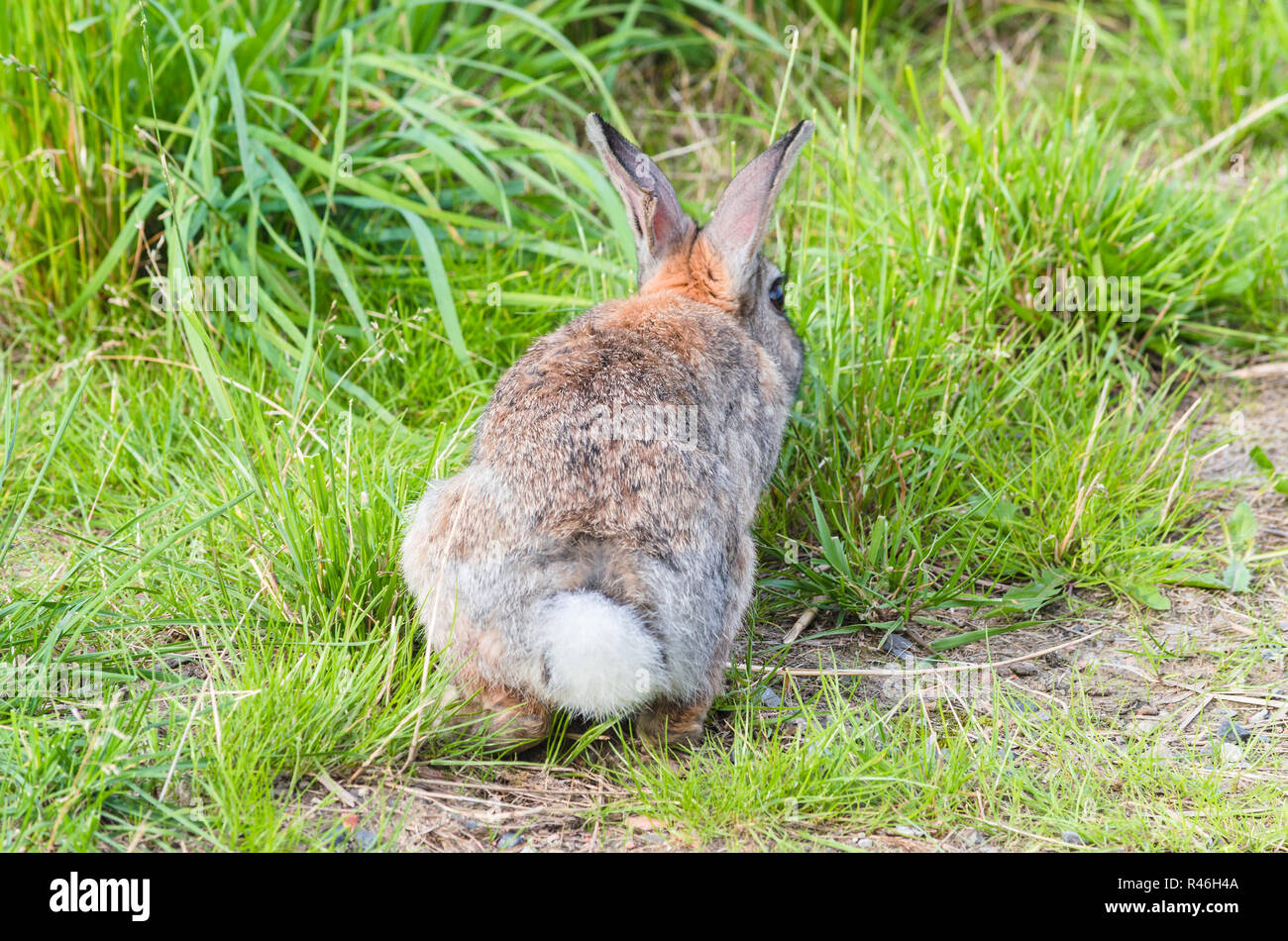 Rabbits mating hi-res stock photography and images - Alamy