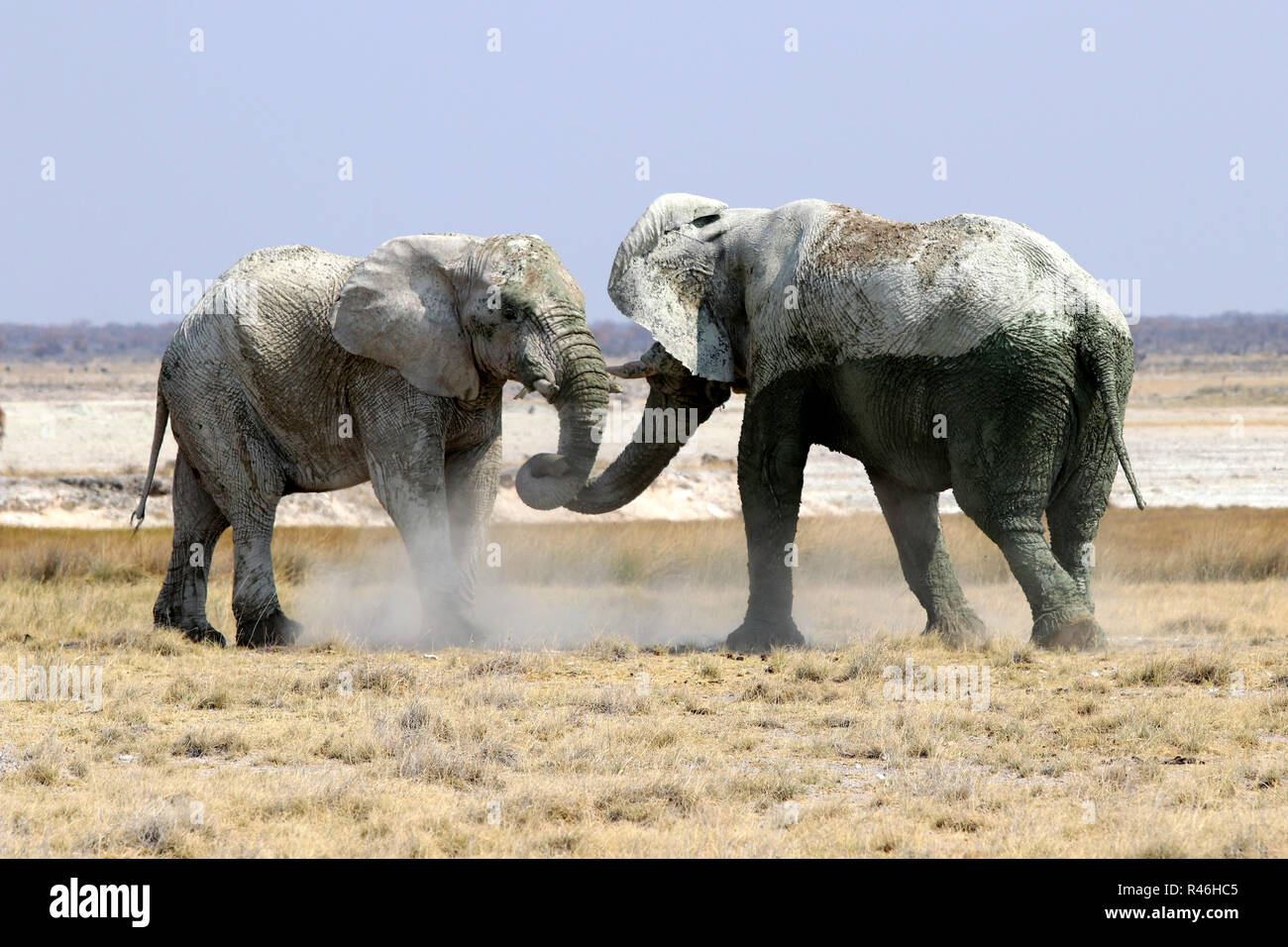 Elephants Fight - Namibia Stock Photo - Alamy