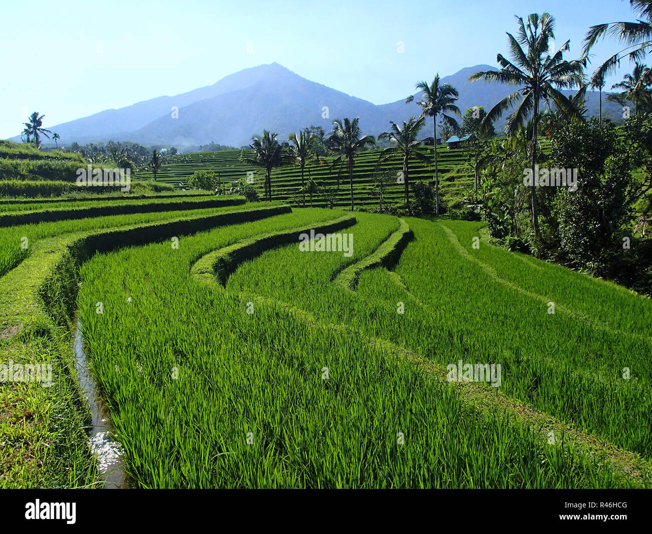 rice fields on Bali Stock Photo - Alamy