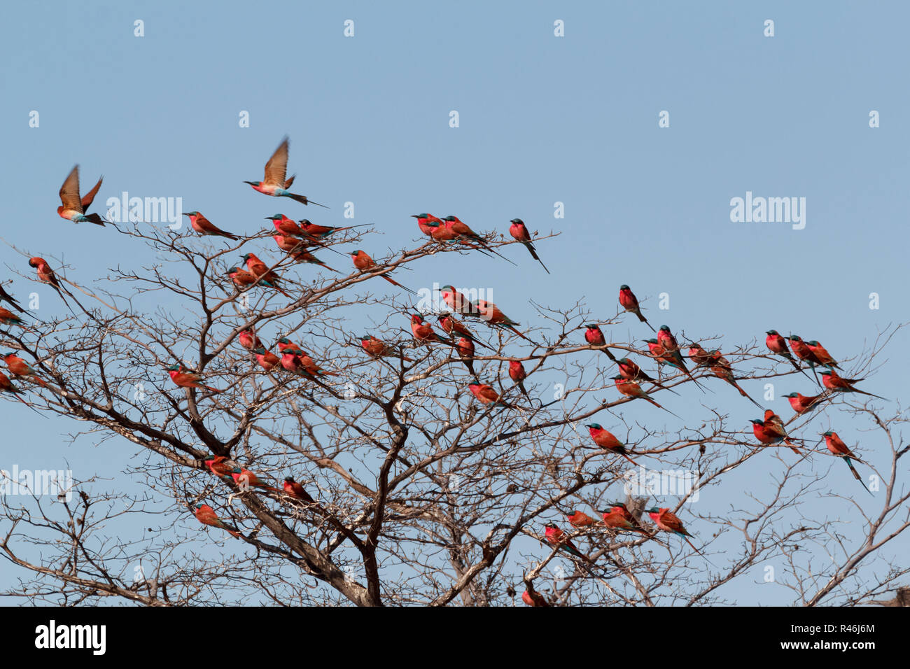 Large nesting colony nothern hi-res stock photography and images - Alamy