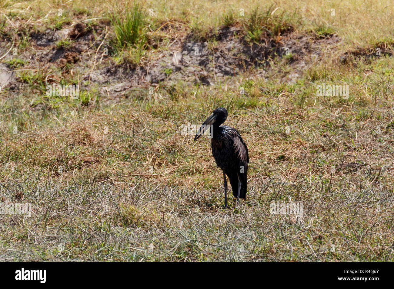 African Openbill in Chobe Stock Photo - Alamy